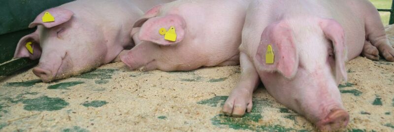 Landrace Pig – A Good Pig Breed For Commercial Farming – FarmerDB