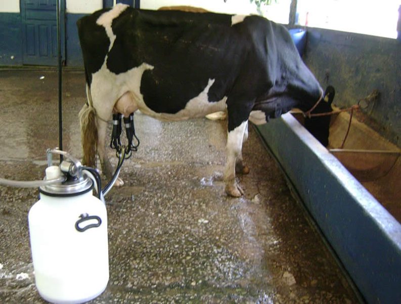 Milking Machine for Cows: How to Use It + 10 Recommendations – FarmerDB