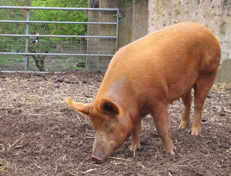 Top 6 Breeds of Brown Pigs That You Can Raise on Your Farm – FarmerDB