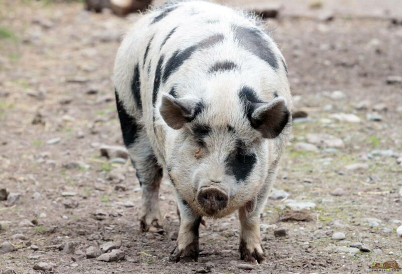 Gloucestershire Old Spots Pigs: Characteristics, Growth Rate, Pros and ...