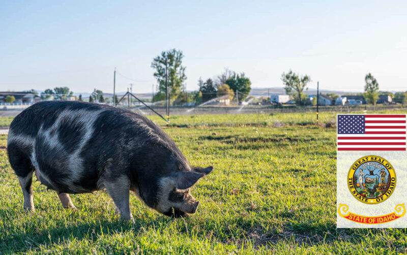 Idaho Pasture Pigs: The Result of Crossbreeding Duroc, Old Berkshire ...