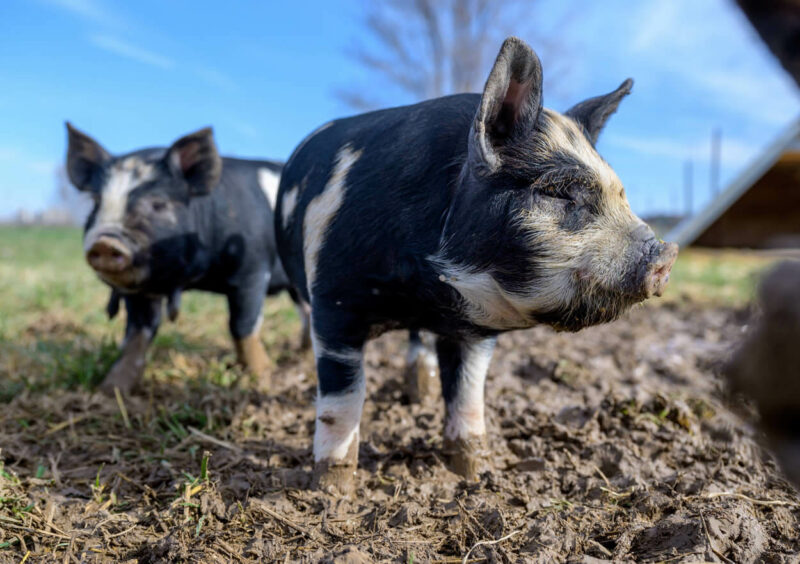 Idaho Pasture Pigs: The Result of Crossbreeding Duroc, Old Berkshire ...