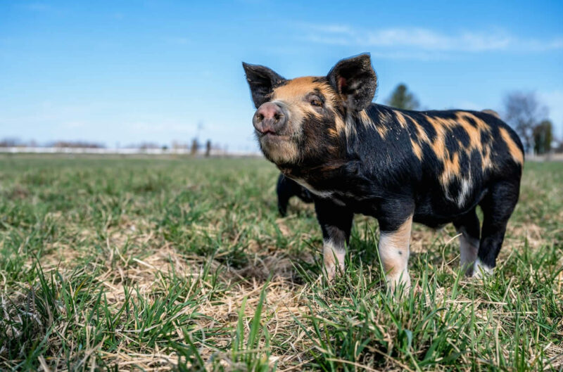 Idaho Pasture Pigs: The Result of Crossbreeding Duroc, Old Berkshire ...