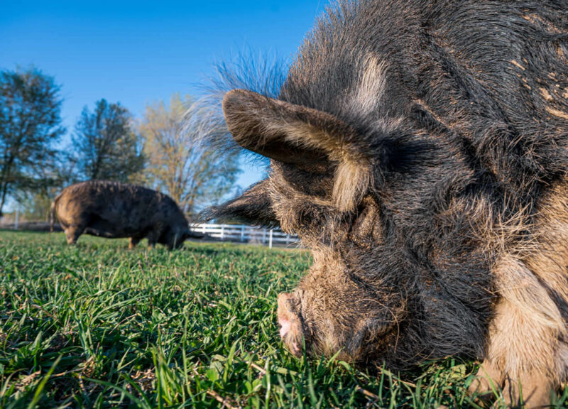 Idaho Pasture Pigs: The Result of Crossbreeding Duroc, Old Berkshire ...