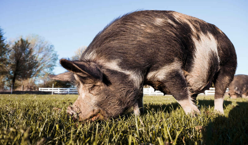 Idaho Pasture Pigs: The Result of Crossbreeding Duroc, Old Berkshire ...