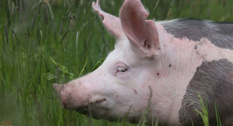 Piétrain Pigs: Characteristics, Meat, Pros & Cons, Facts, and More ...