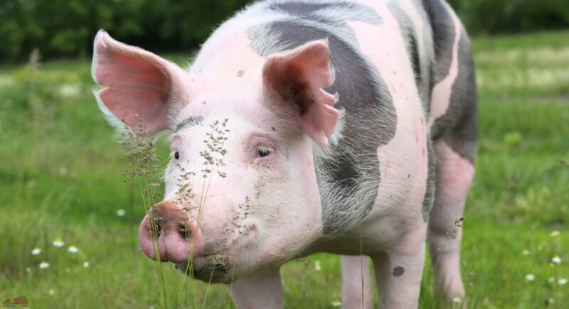 Piétrain Pigs: Characteristics, Meat, Pros & Cons, Facts, and More ...