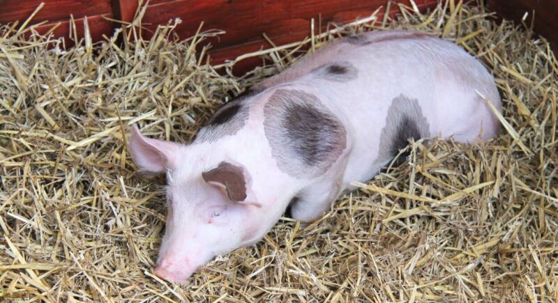 Piétrain Pigs: Characteristics, Meat, Pros & Cons, Facts, and More ...