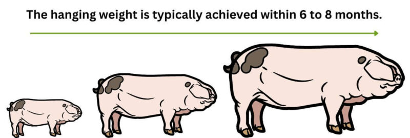 Gloucestershire Old Spots Pigs: Characteristics, Growth Rate, Pros and ...