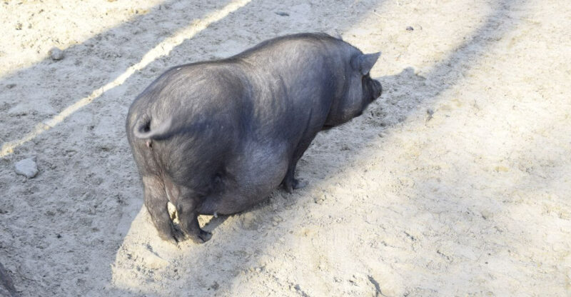 Vietnamese Pot-bellied Pig: The Pig Breed I Raise on My Farm – FarmerDB
