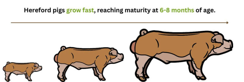 Hereford Pigs: Thriving in High-Quality Meat, Fast Growth Rate, and ...