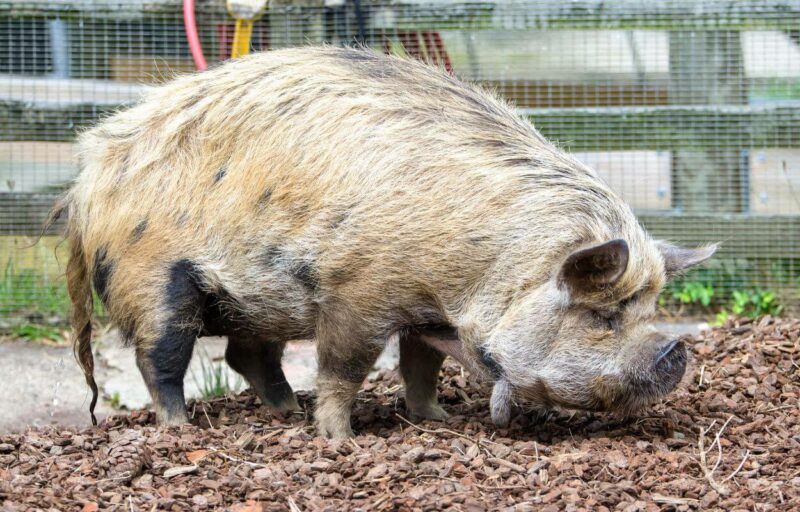 Is it Worth Raising Kunekune Pigs on a Farm? – FarmerDB