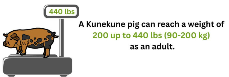 Is it Worth Raising Kunekune Pigs on a Farm? – FarmerDB