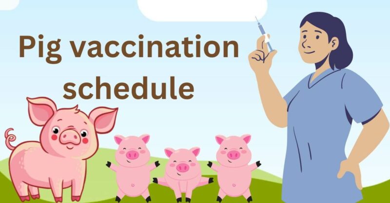 Pig vaccination schedule: Timetable for Piglets, Gilts, Sows, Boars ...