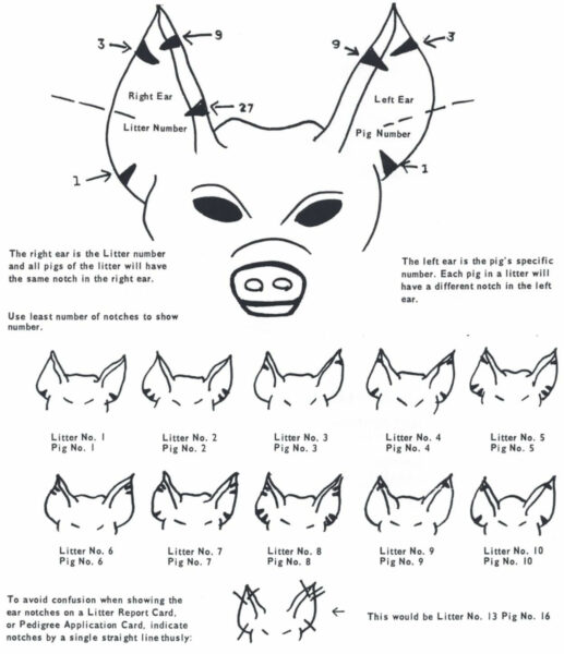 Tamworth Pigs: Exploring Their Traits, Growth Rate, Meat Value, and ...