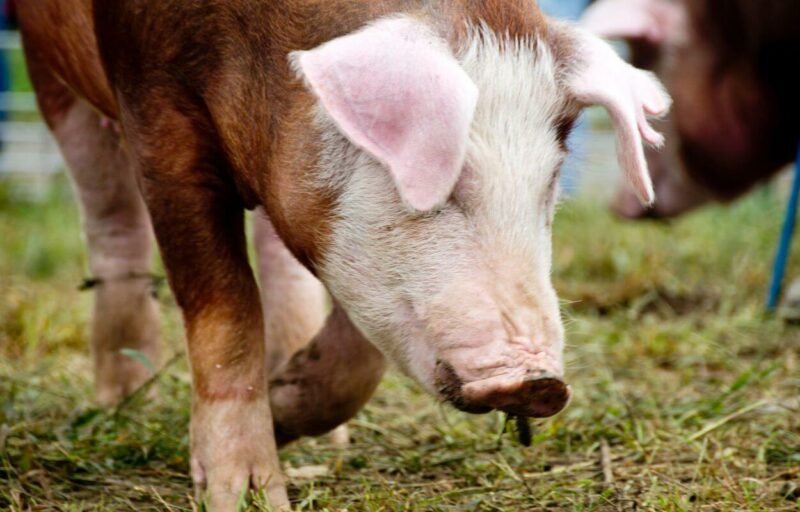 Hereford Pigs: Thriving in High-Quality Meat, Fast Growth Rate, and ...