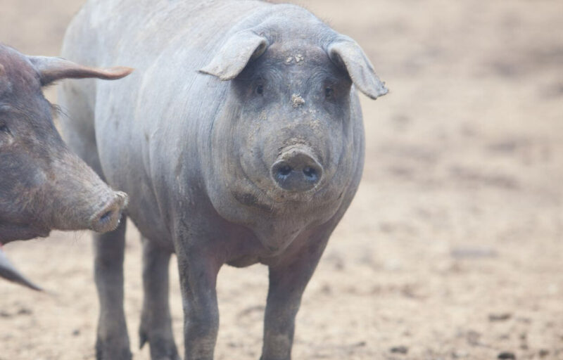 Black Iberian Pig: The Pig Behind Expensive and Exceptional Hams – FarmerDB