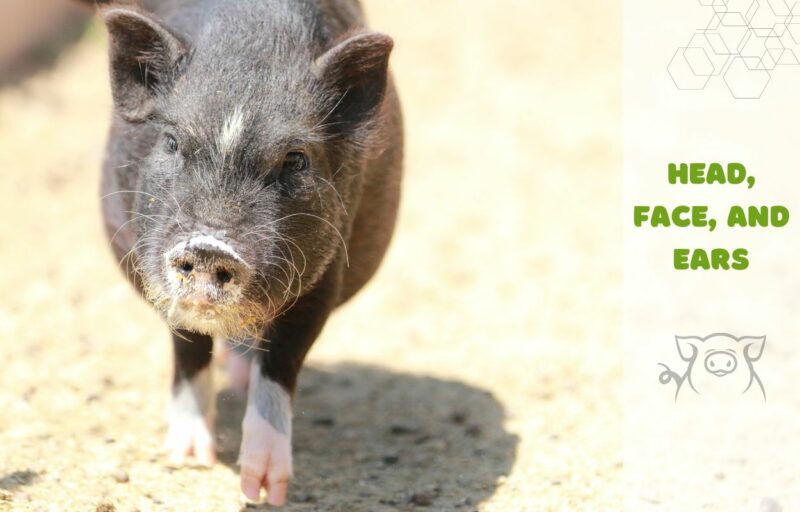 Berkshire Pig: Traits, Meat Excellence, Raising Tips, Breeding Facts ...