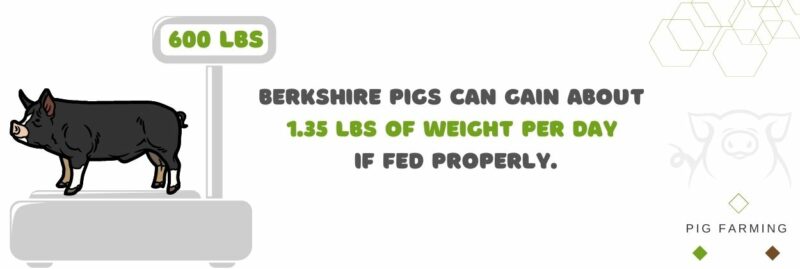 Berkshire Pig: Traits, Meat Excellence, Raising Tips, Breeding Facts ...