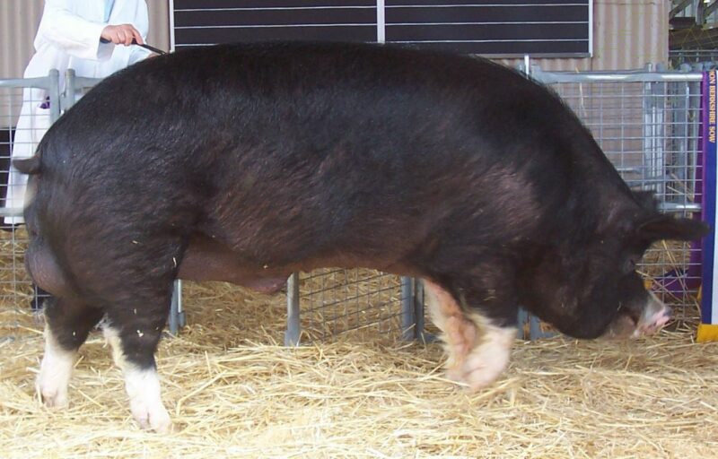 Berkshire Pig: Traits, Meat Excellence, Raising Tips, Breeding Facts ...