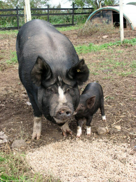 Berkshire Pig: Traits, Meat Excellence, Raising Tips, Breeding Facts ...