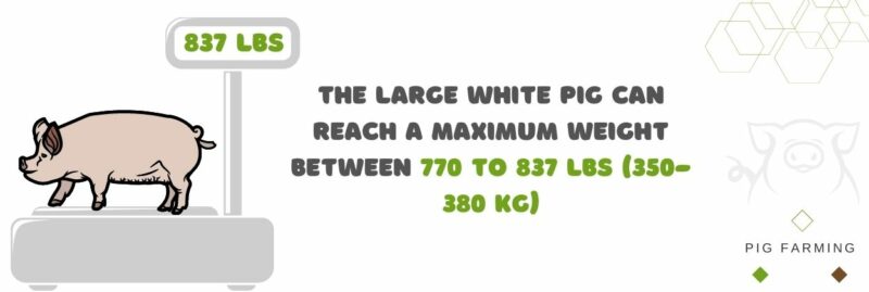 Large White Pig: The Commercial Breed with an Abundance of Meat for ...
