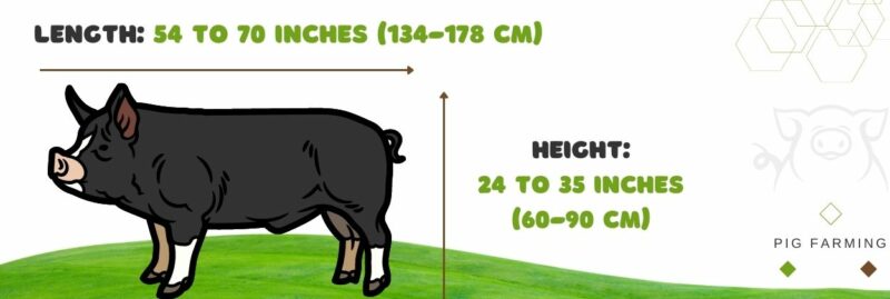 Berkshire Pig: Traits, Meat Excellence, Raising Tips, Breeding Facts ...