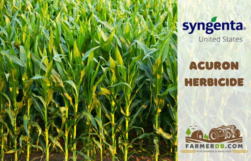 Acuron Herbicide: A Key Player for Farmers in Weed Suppression – FarmerDB