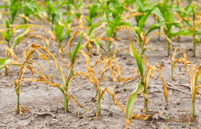 Acuron Herbicide: A Key Player for Farmers in Weed Suppression – FarmerDB