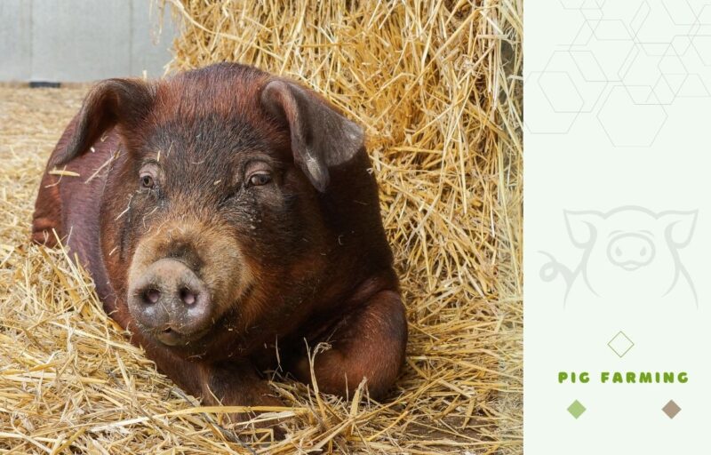 Duroc Pig Farming Guide: Raising this Valuable Meat-Improving Breed ...