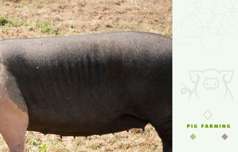 Hampshire Pig – One of the oldest American pig breeds – FarmerDB