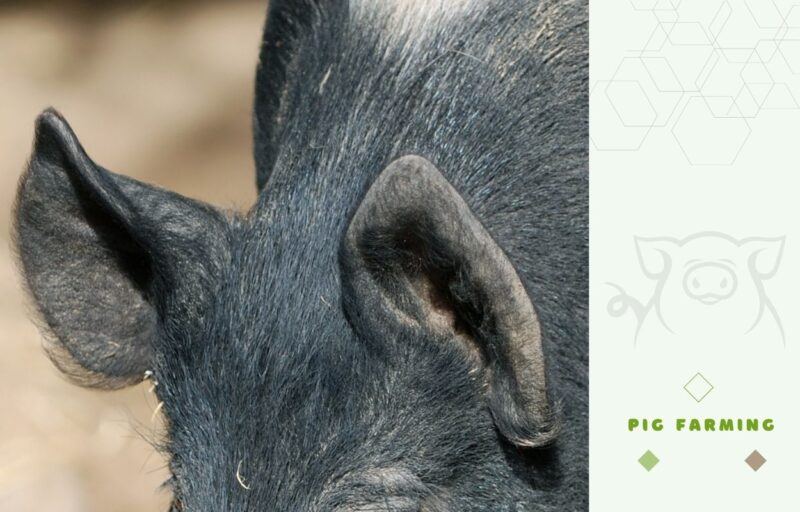 Hampshire Pig – One of the oldest American pig breeds – FarmerDB