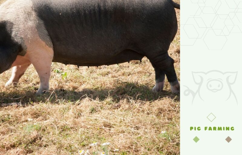 Hampshire Pig – One of the oldest American pig breeds – FarmerDB