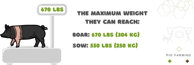 Hampshire Pig – One of the oldest American pig breeds – FarmerDB