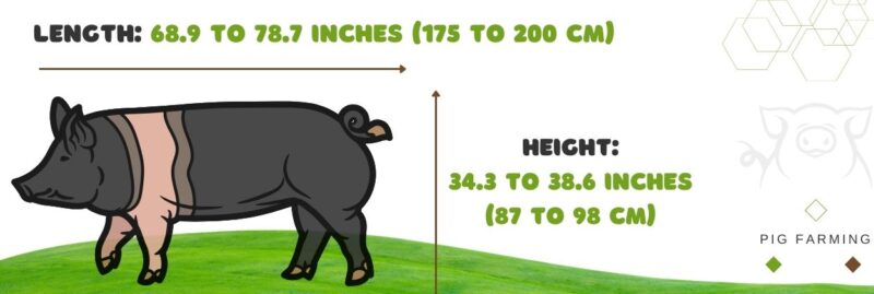 Hampshire Pig – One of the oldest American pig breeds – FarmerDB