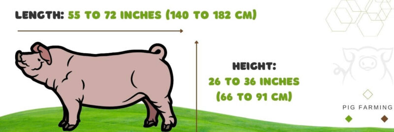 Chester White Pig – FarmerDB